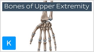 Bones of the Upper Extremity - Professional Personal Trainer ...
