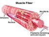 Muscle Fiber recruitment explained - Professional Personal Trainer ...